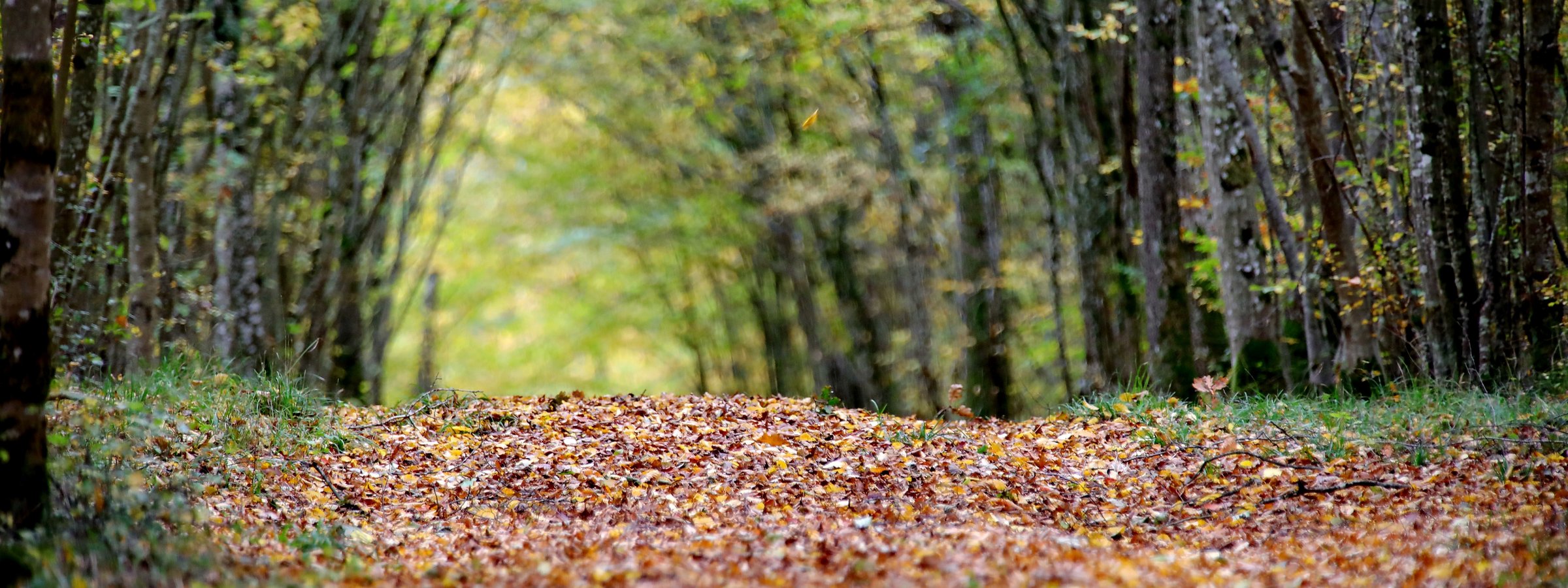 Le parc de loisirs de la forêt de Haye - Je visite — Nancy, On y vit